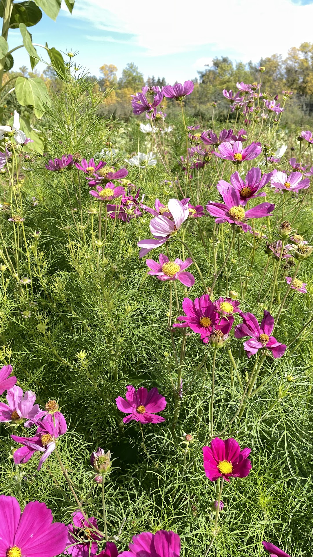 Mosaic Community Food Farm And Orchard in Moose Jaw, Canada - reviews ...