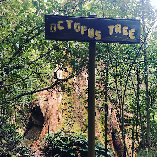Octopus Tree in Tasmania, Australia - reviews,open hours,photo spots ...