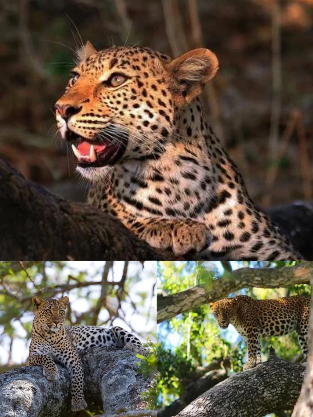 Sri lanka travel--Yala National Park and Tissa Lake by Eliana ...